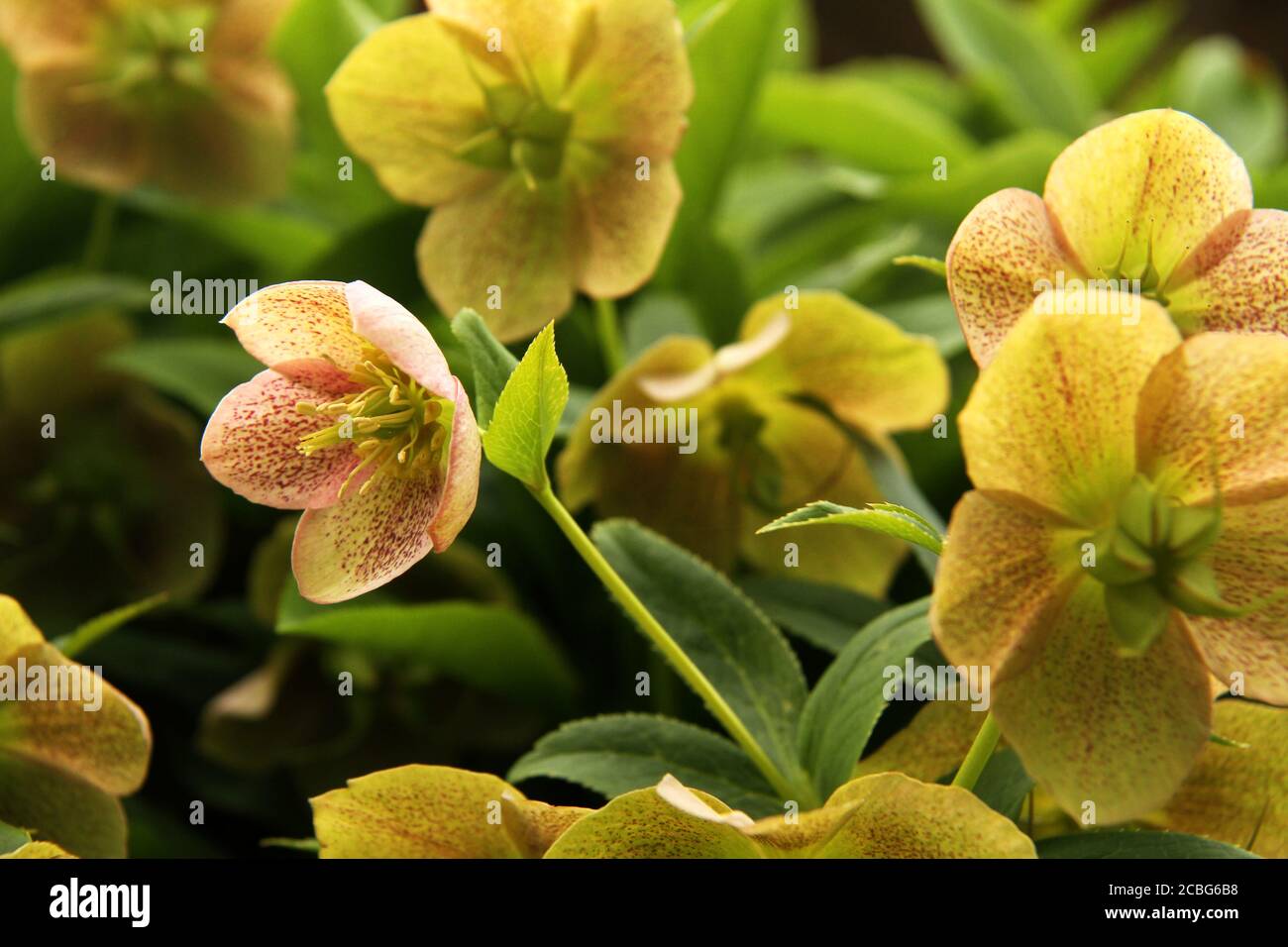 Yellow Helleborus flowers Stock Photo - Alamy