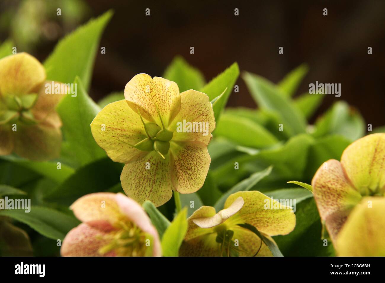 Hellebores winter yellow hi-res stock photography and images - Alamy