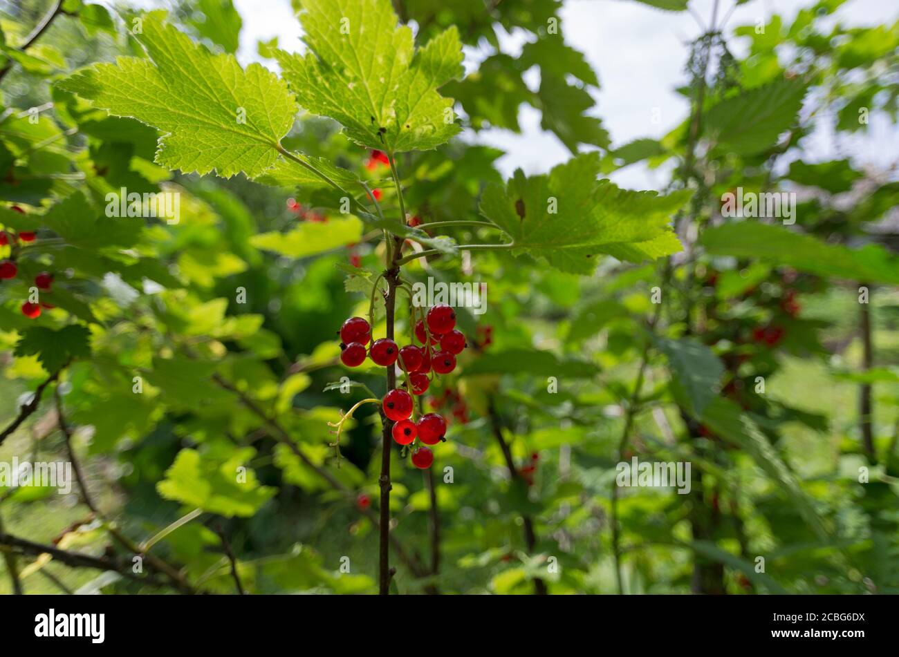 Red currant bush hi-res stock photography and images - Alamy