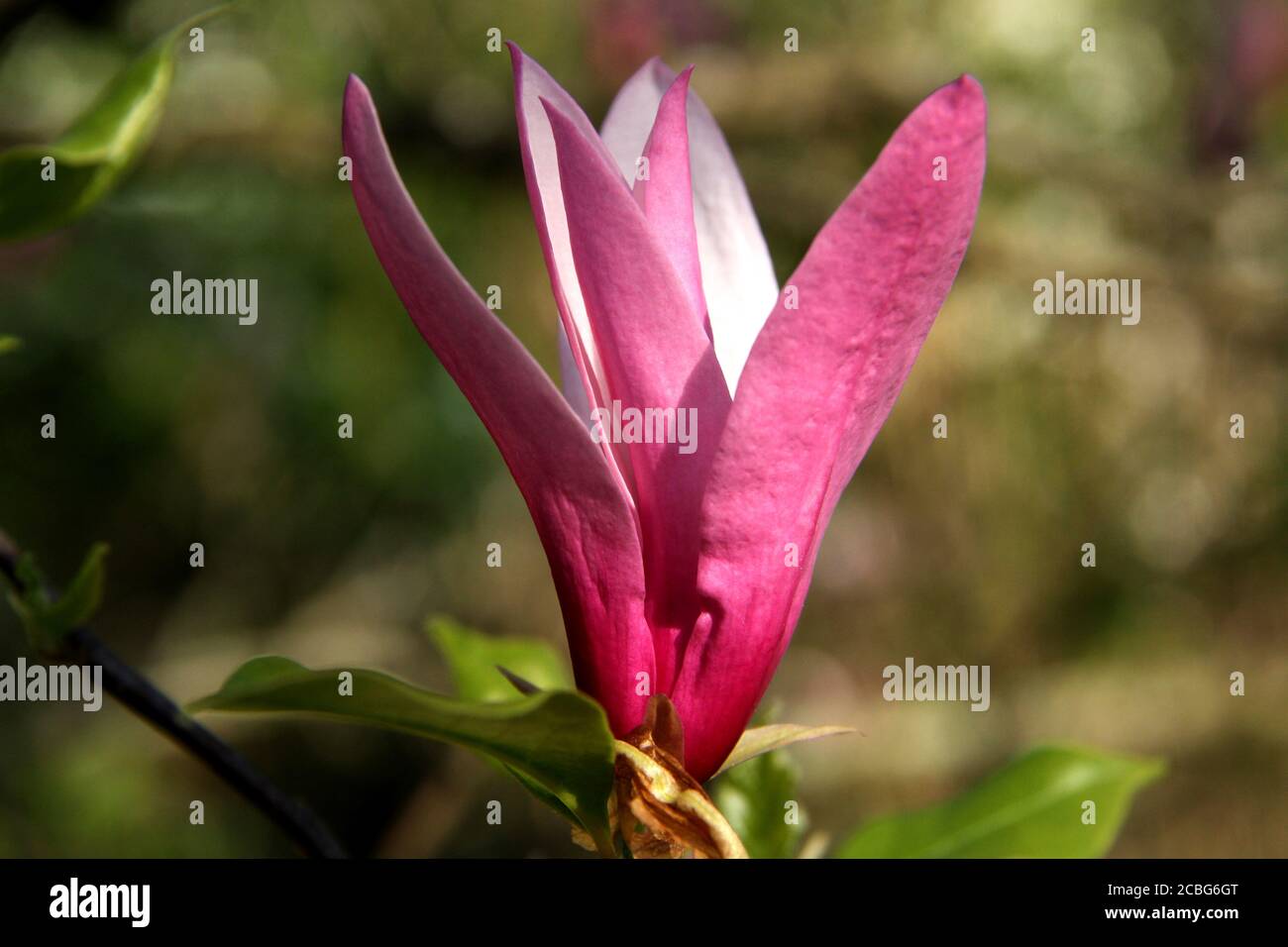 Magnolia up close hi-res stock photography and images - Alamy