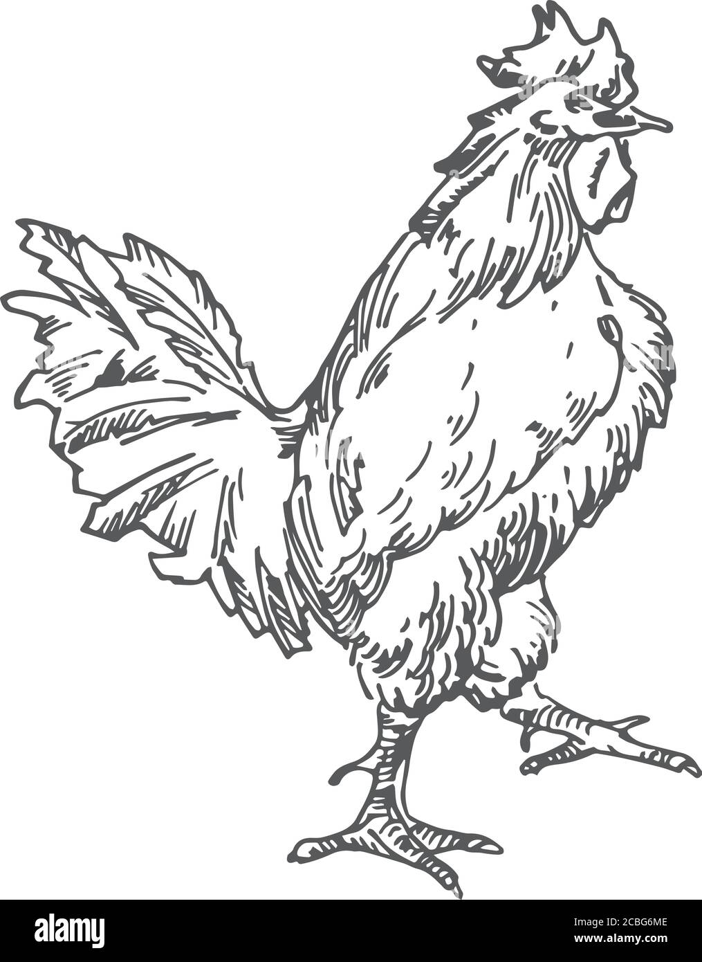 Rooster Hand Drawn Vector Illustration. Abstract Domestic Poultry Bird ...