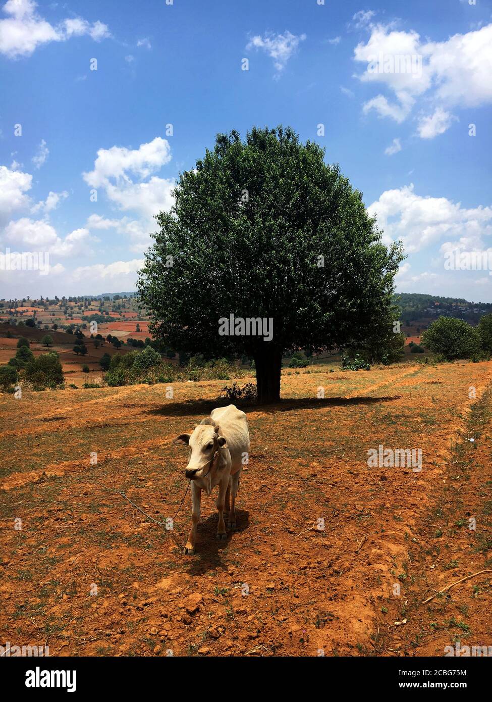 Cow and Tree on a Farm Stock Photo - Alamy