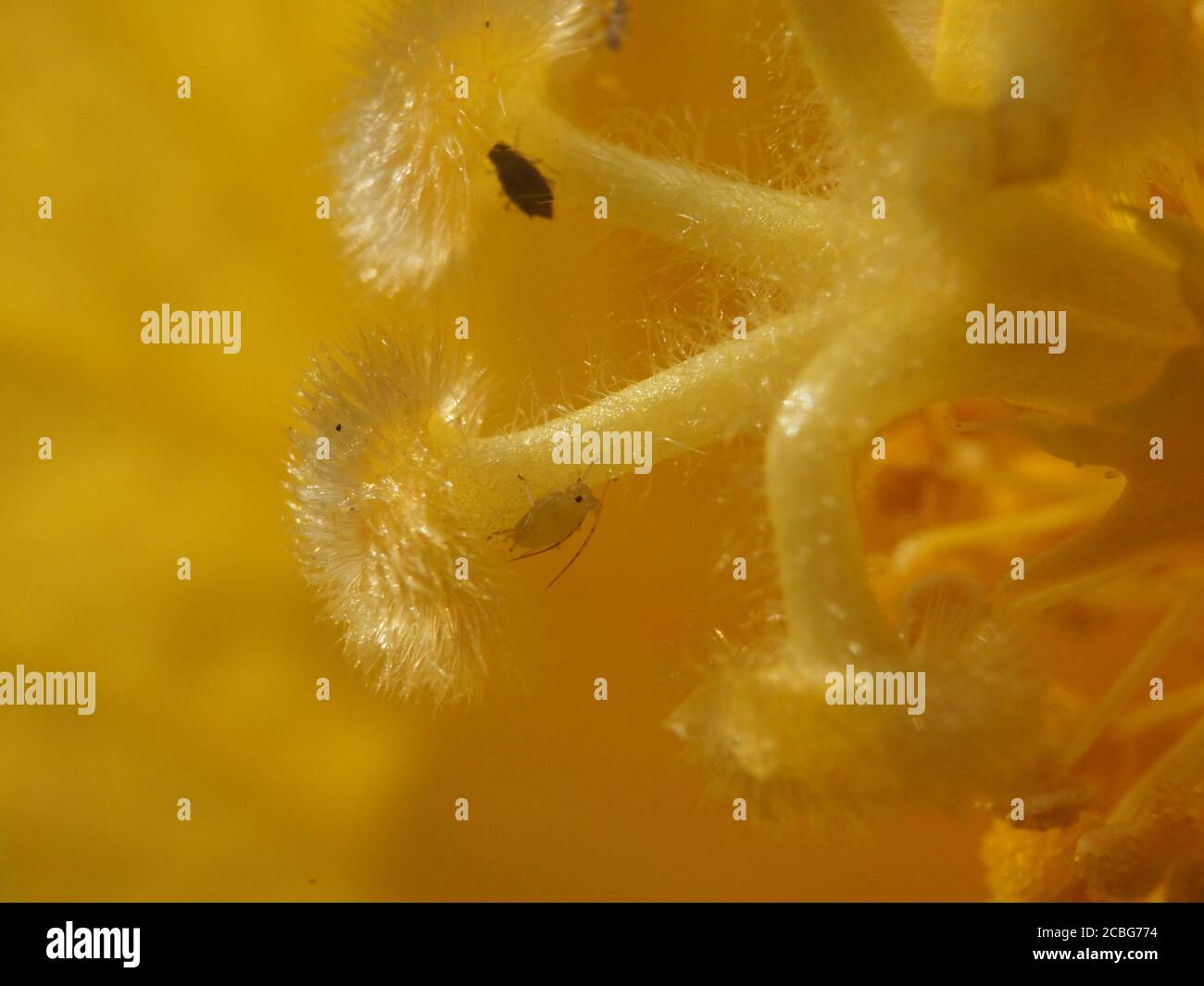 Close up of insects on the stamens of a yellow hibiscus flower Stock ...