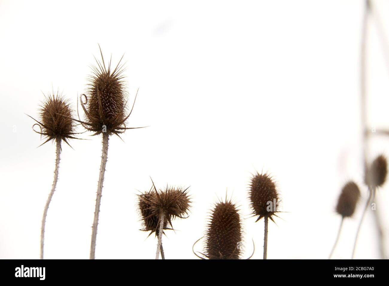 Dried teazel plant hi-res stock photography and images - Alamy