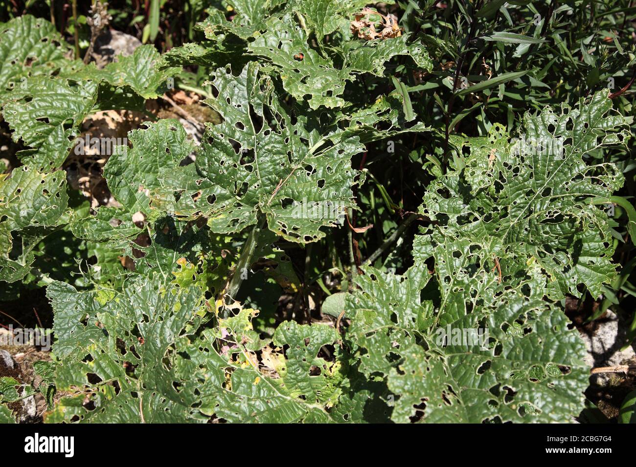 Holes chewed in leaves by garden pests causing eaten plants Stock Photo ...