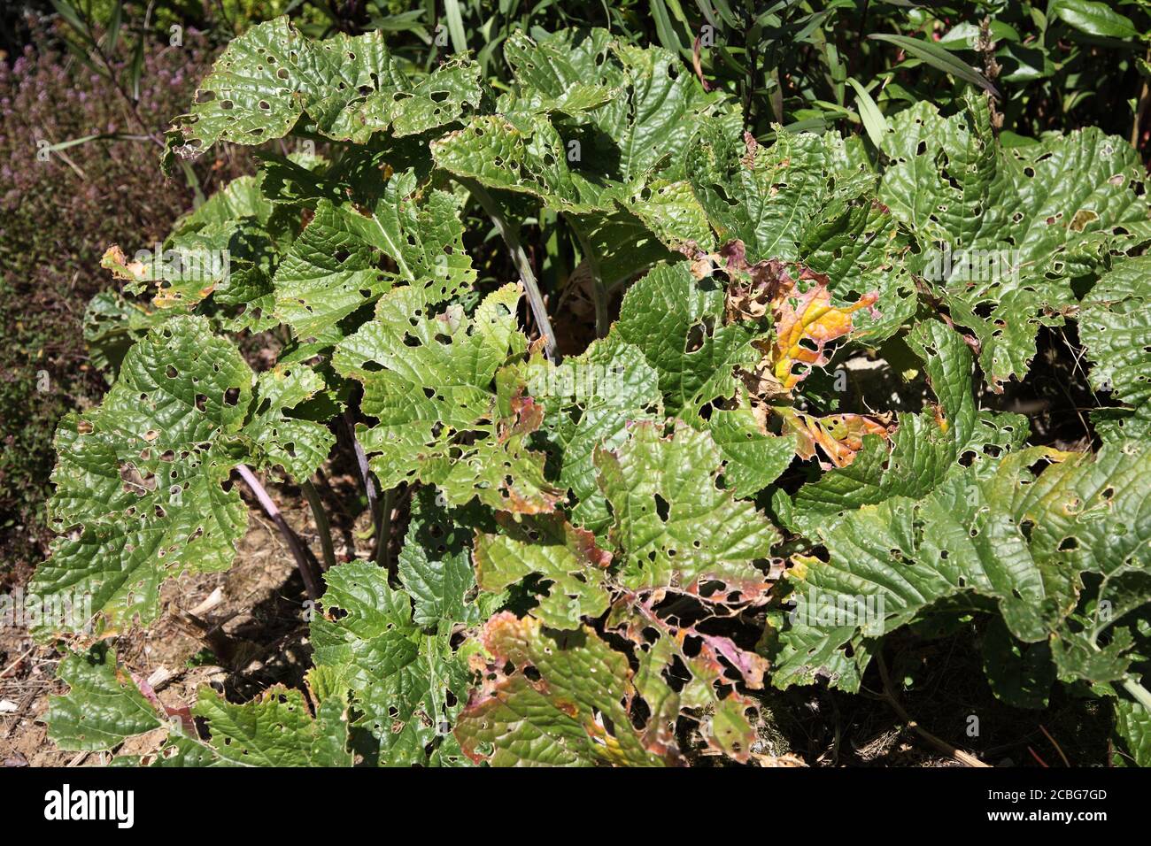 Holes chewed in leaves by garden pests causing eaten plants Stock Photo ...