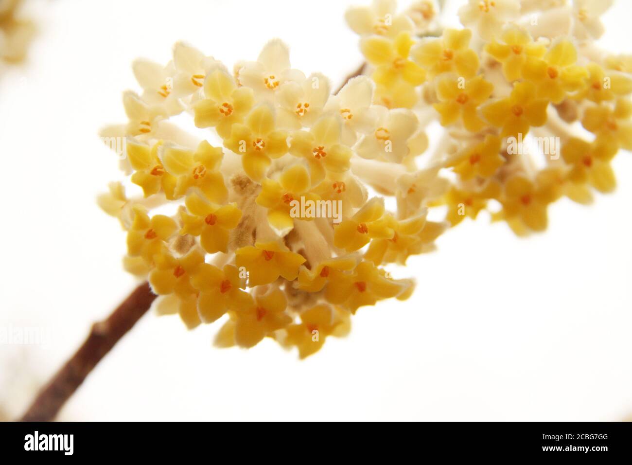 Edgeworthia chrysantha (Paper bush) in bloom Stock Photo - Alamy