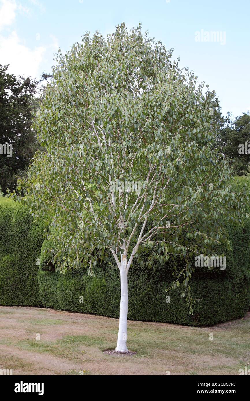 Deciduous silver birch or white birch (betula pendula) tree of the ...