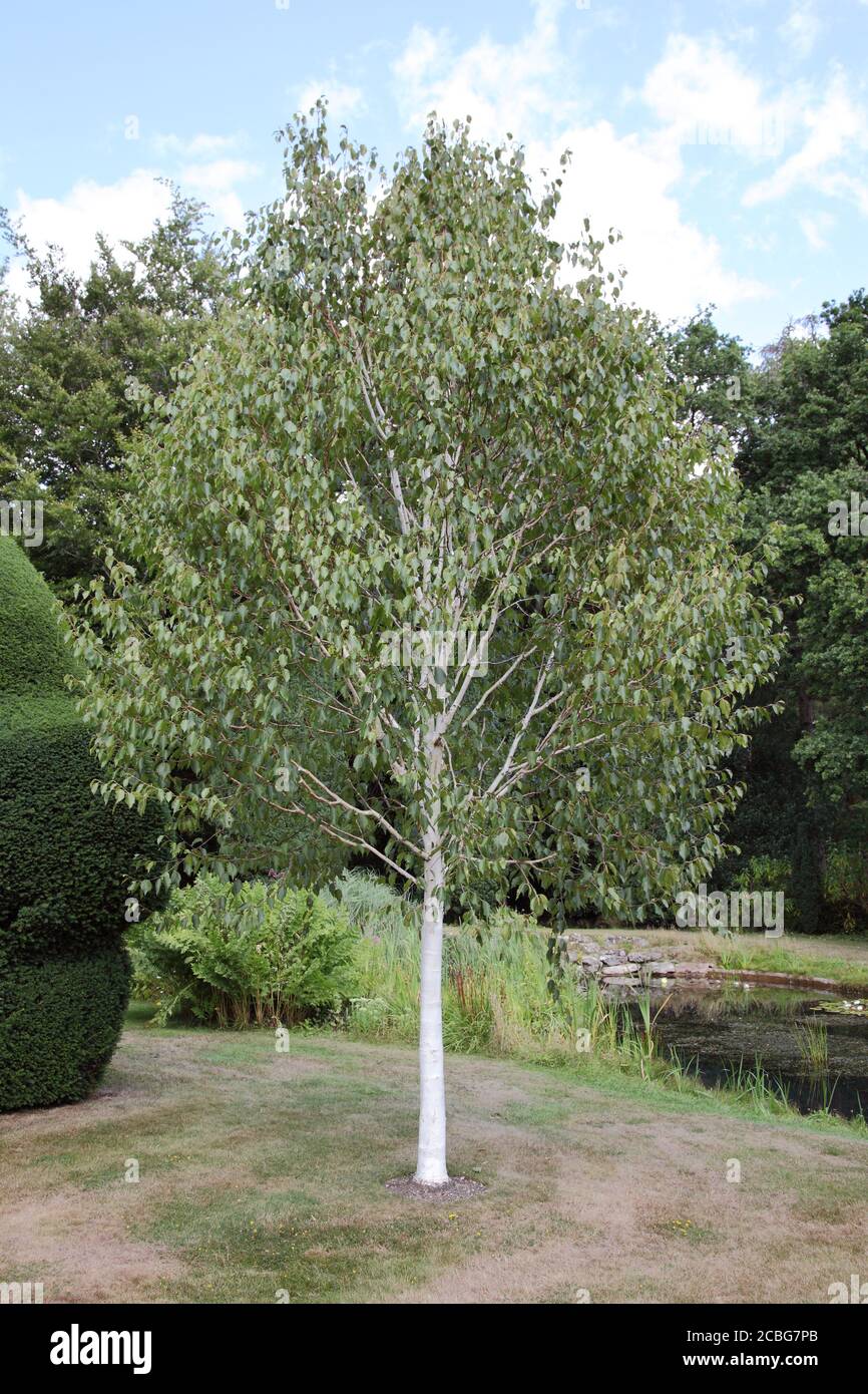 Deciduous silver birch or white birch (betula pendula) tree of the ...