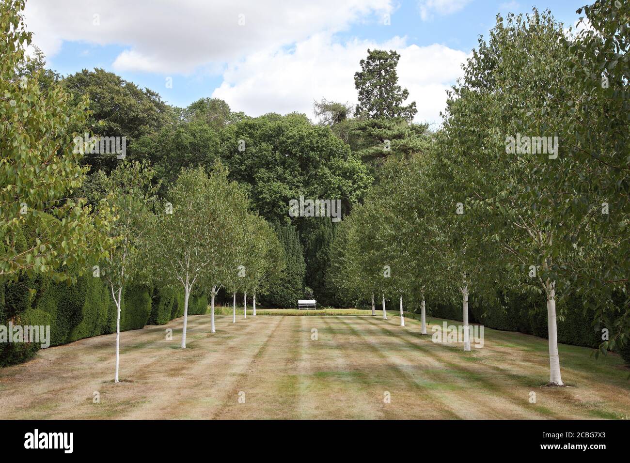 Avenue of silver birch trees at Doddington Place Gardens Stock Photo ...