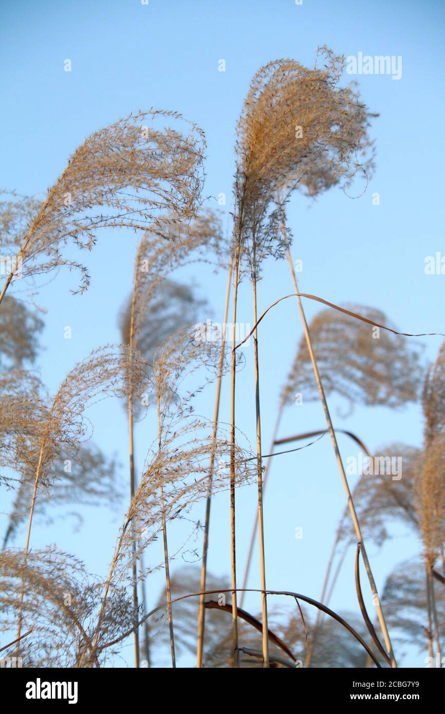 Dried reed plants hi-res stock photography and images - Alamy