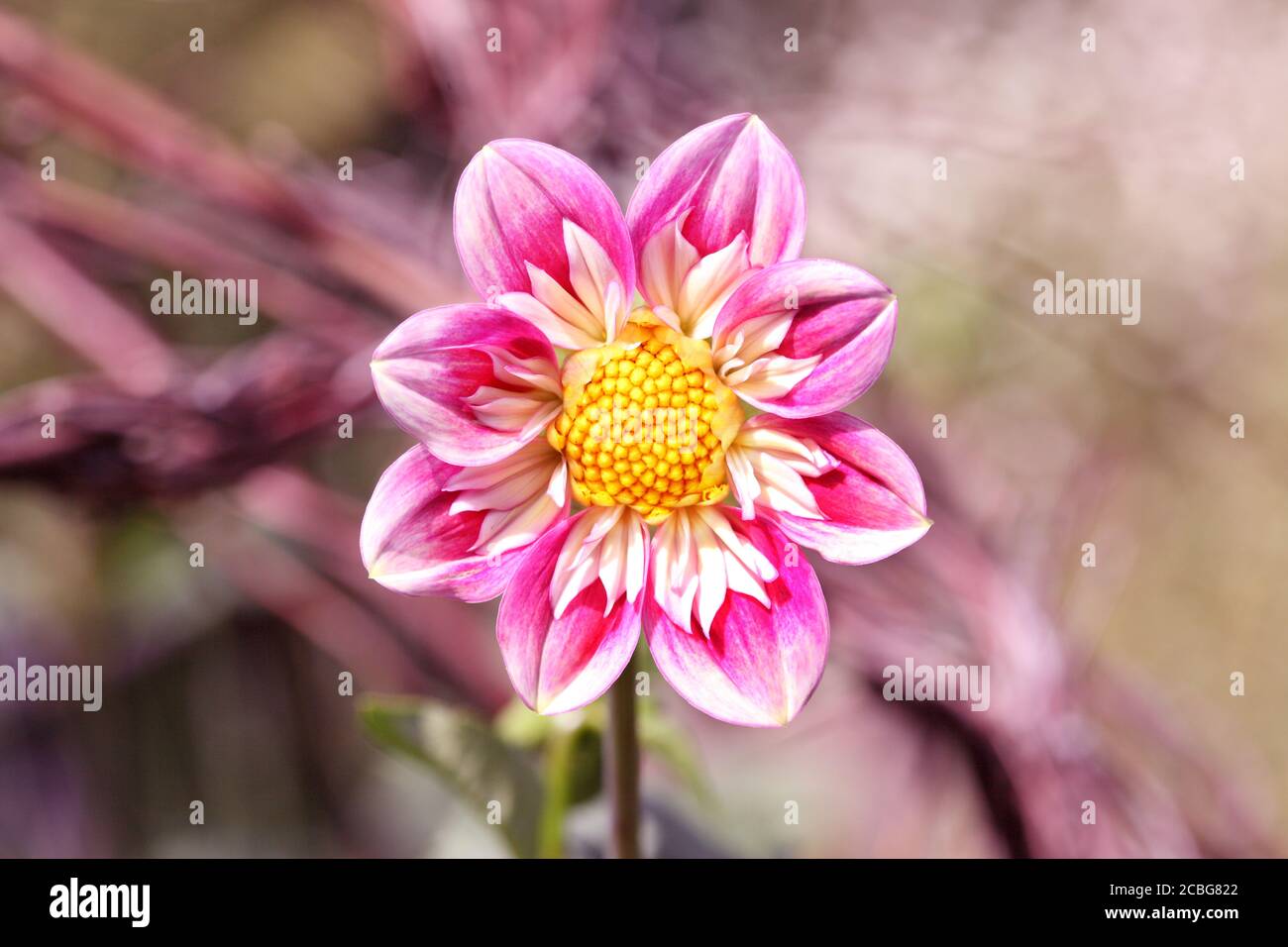 Collarette Dahlia High Resolution Stock Photography and Images - Alamy