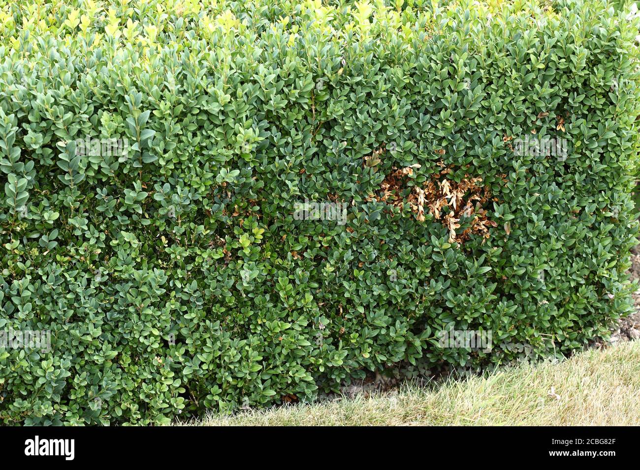 Box blight is a disease of box leaves and stems caused by the fungus ...