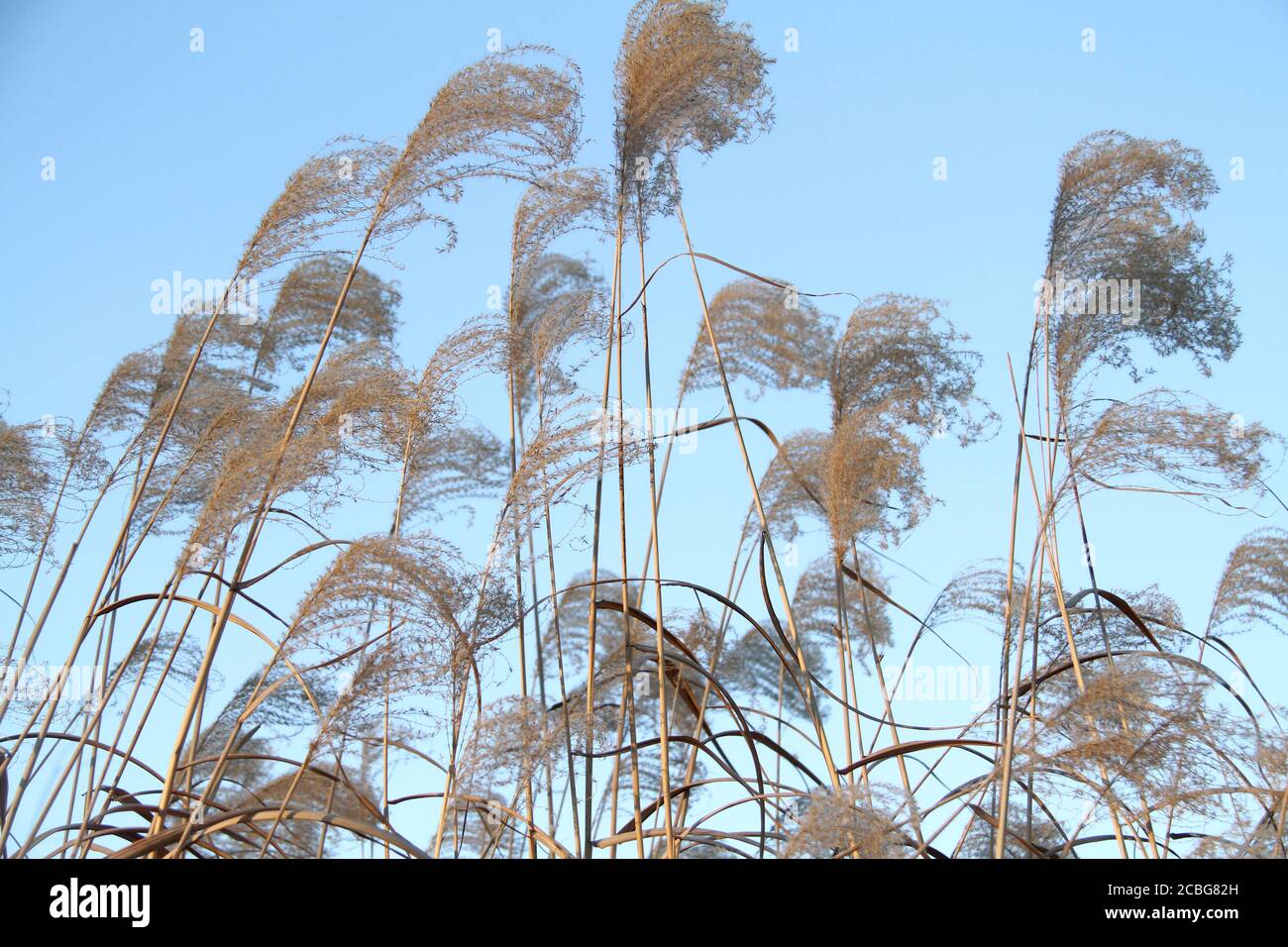 Perennial reed grasses hi-res stock photography and images - Alamy