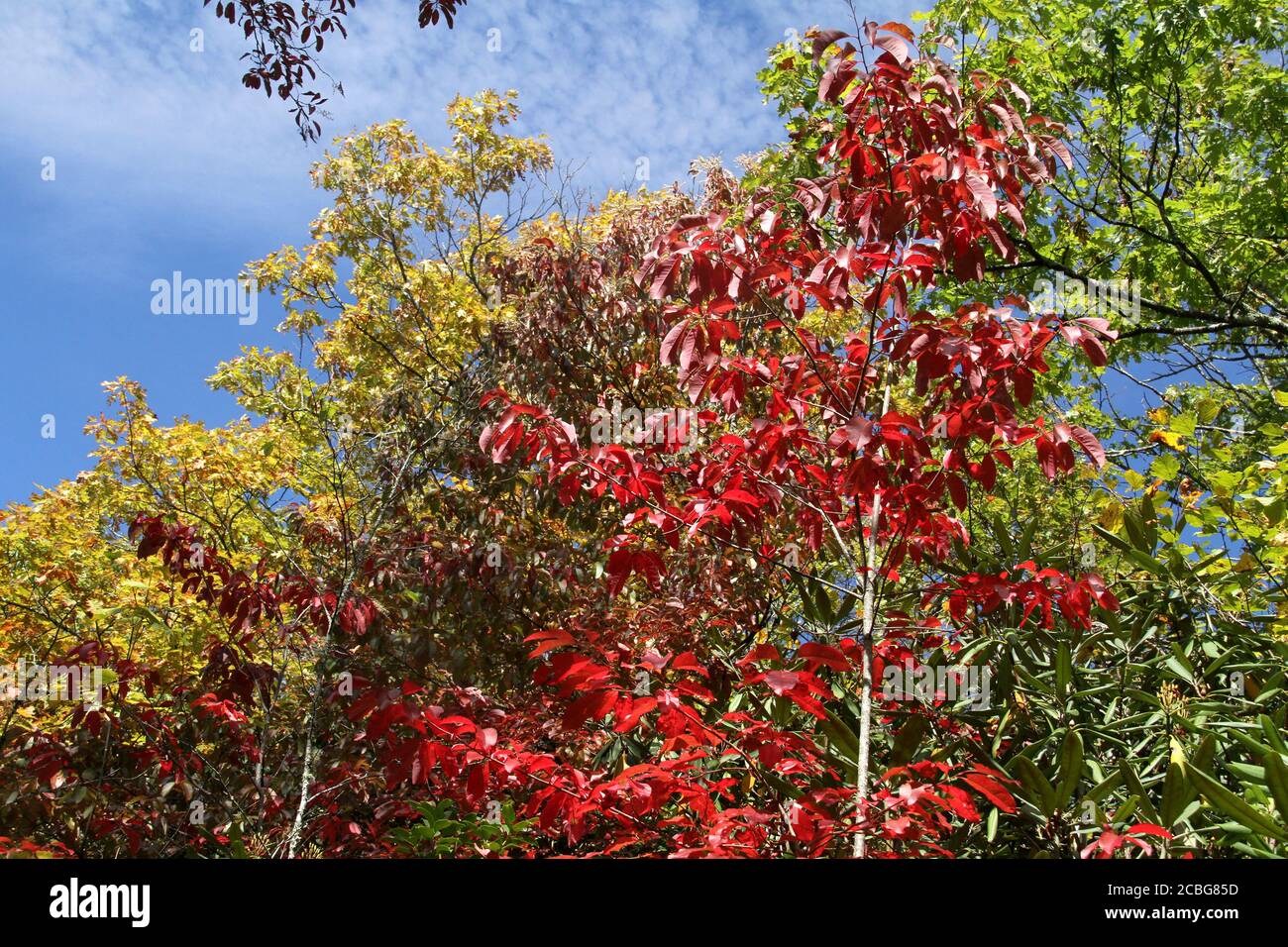 Black gum tree hi-res stock photography and images - Alamy