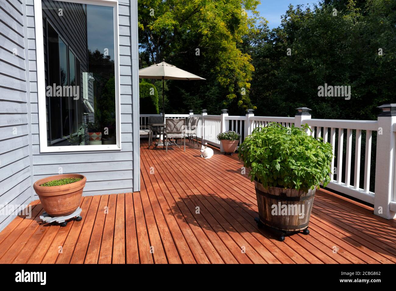 Large wooden barrel of fresh organic basil on home outdoor deck with ...