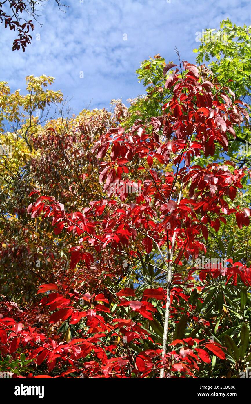 Black Gum Tree Fruit