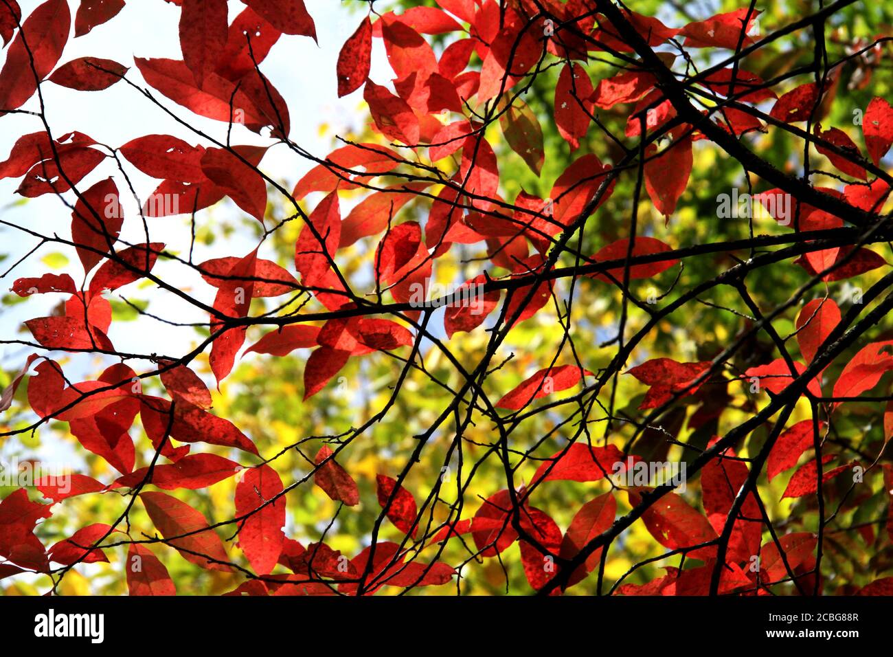 Black gum tree hi-res stock photography and images - Alamy