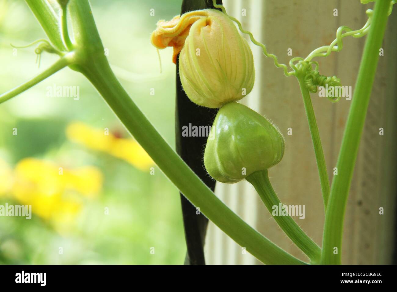 Patty Pan Squash growing. Little squash with flower on the vine Stock ...