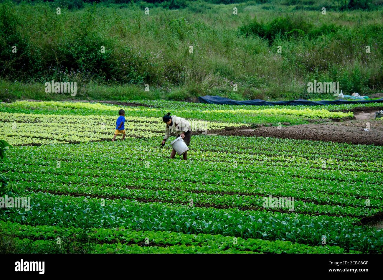 Intervening fields hi-res stock photography and images - Alamy