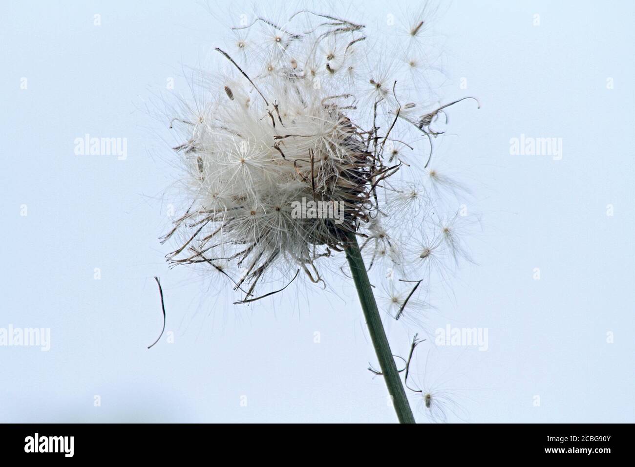 Wind Dispersal Of Seeds High Resolution Stock Photography and Images ...