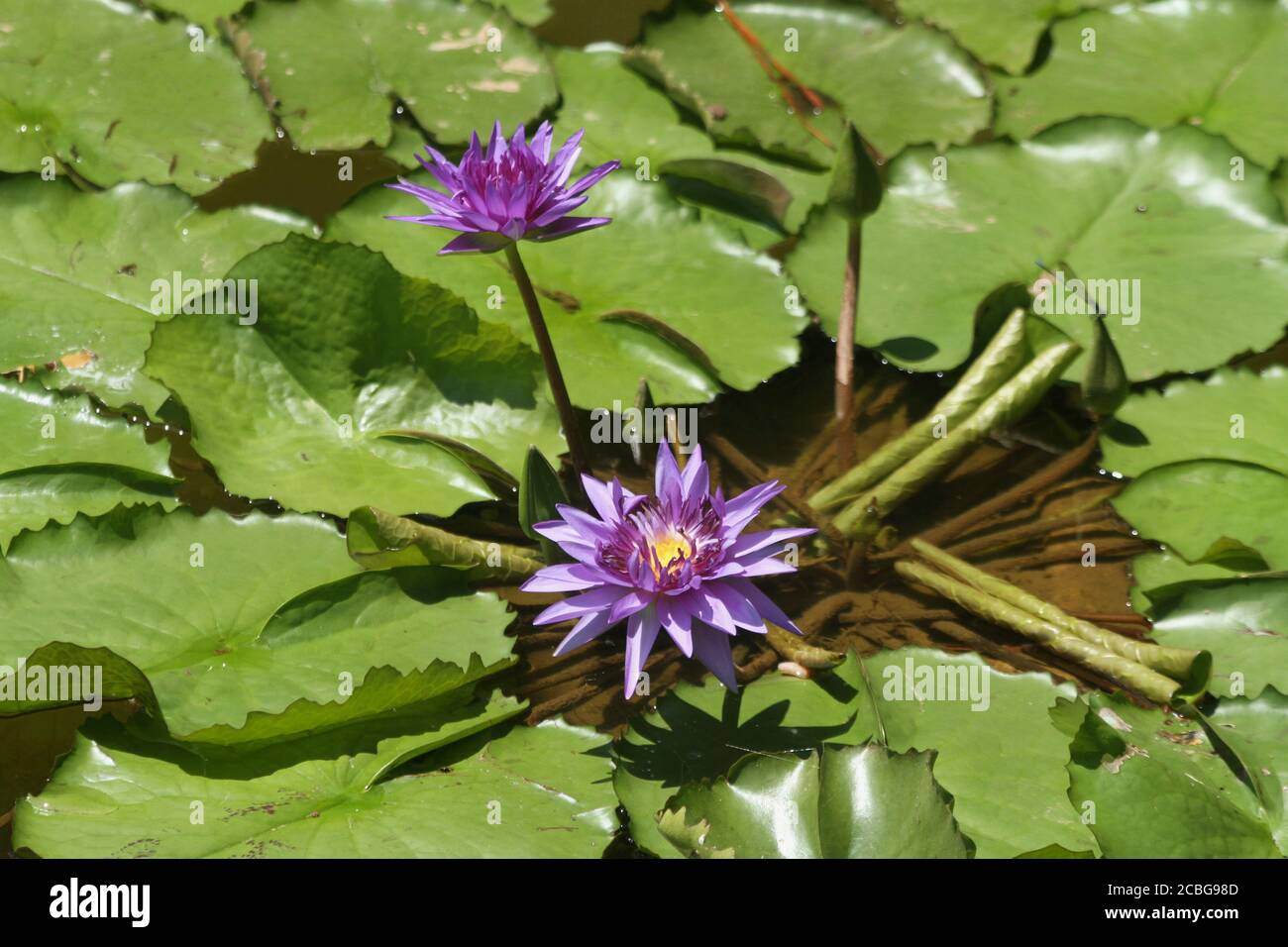Star lotus flower/ Nymphaea nouchali Stock Photo - Alamy