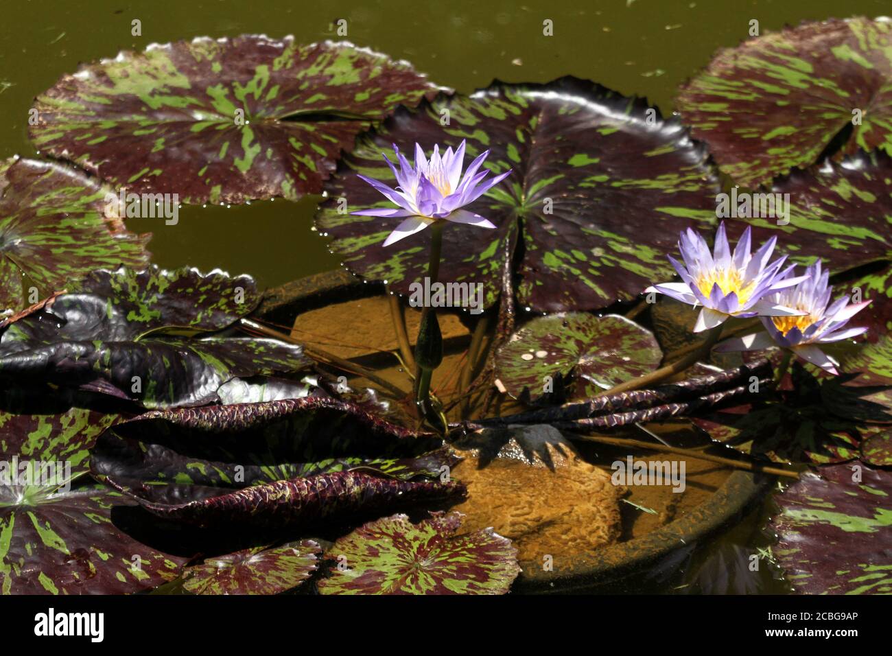 Star lotus flower/ Nymphaea nouchali Stock Photo - Alamy