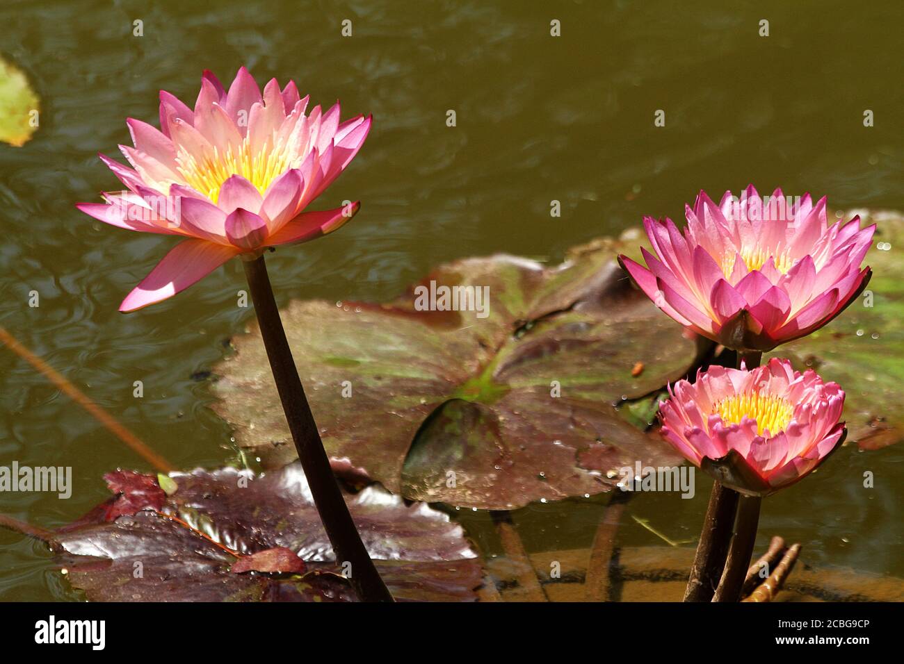 Star lotus flower/ Nymphaea nouchali Stock Photo - Alamy