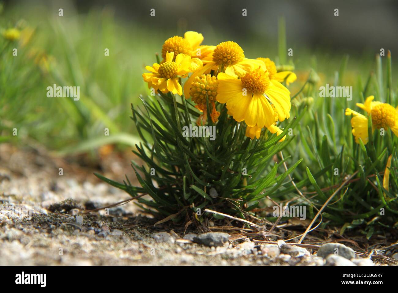 Helenium leaves hi-res stock photography and images - Alamy