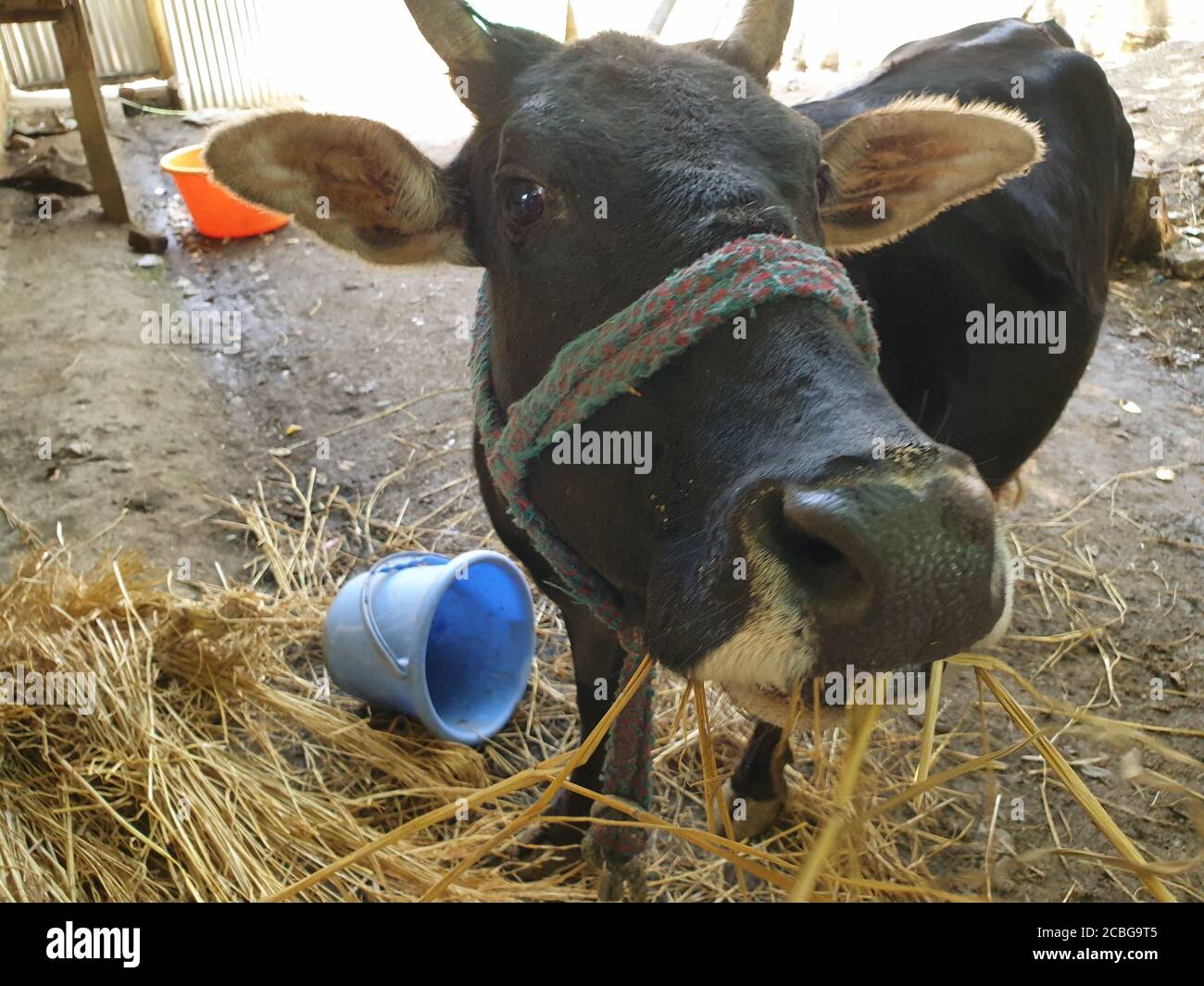 Best for Milk and Red Meat, goat, goat kid and sheep. Butcher cutting ...