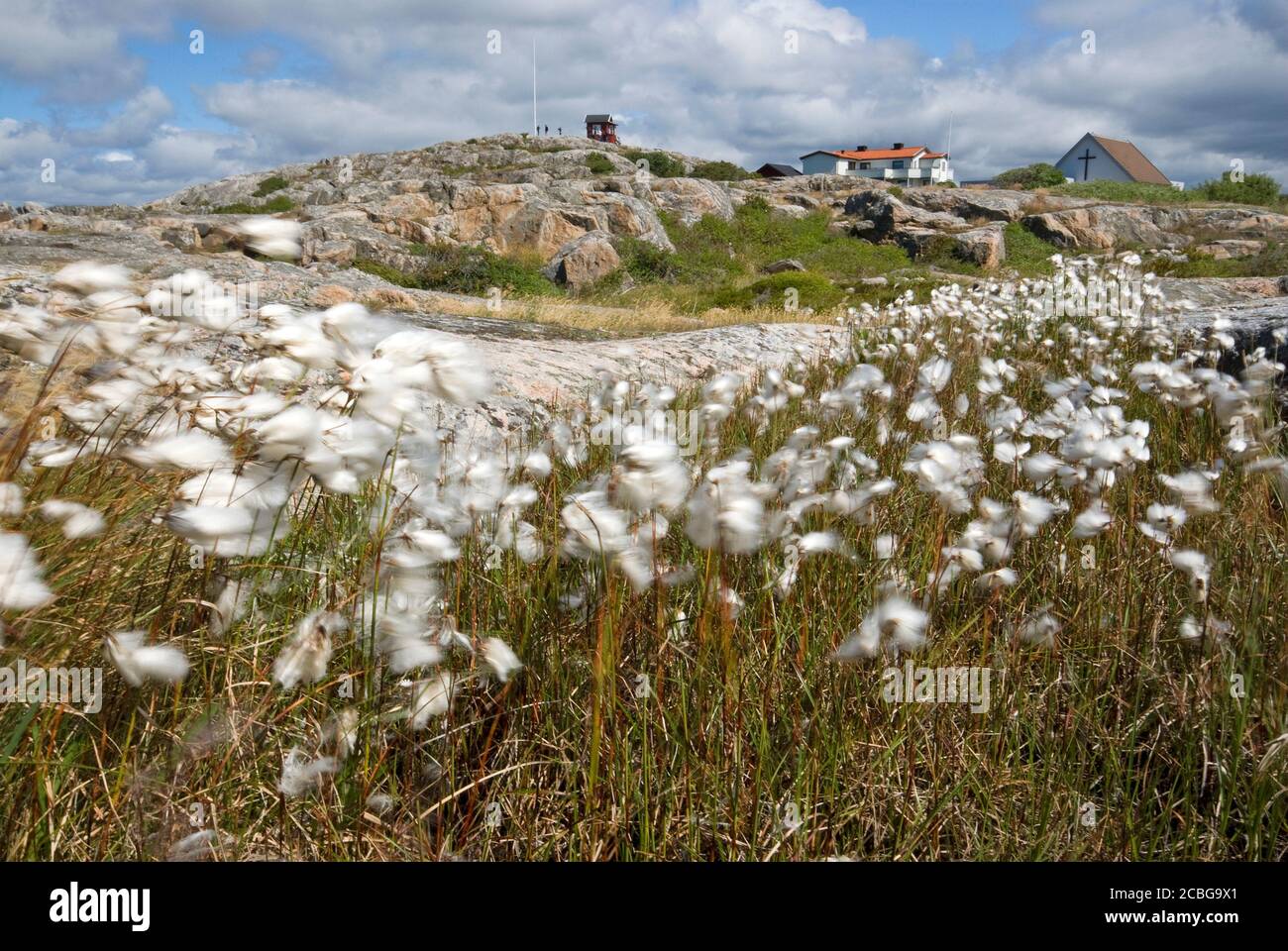Cotton grass and buildings in Vrango Island, Gothenburg archipelago ...