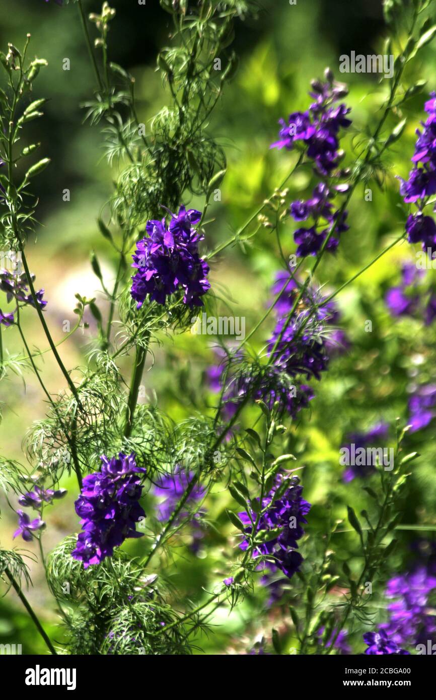 Consolida ajacis (rocket larkspur) flowers Stock Photo - Alamy