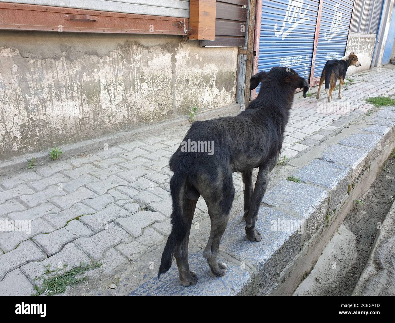 Best for Milk and Red Meat, goat, goat kid and sheep. Butcher cutting ...