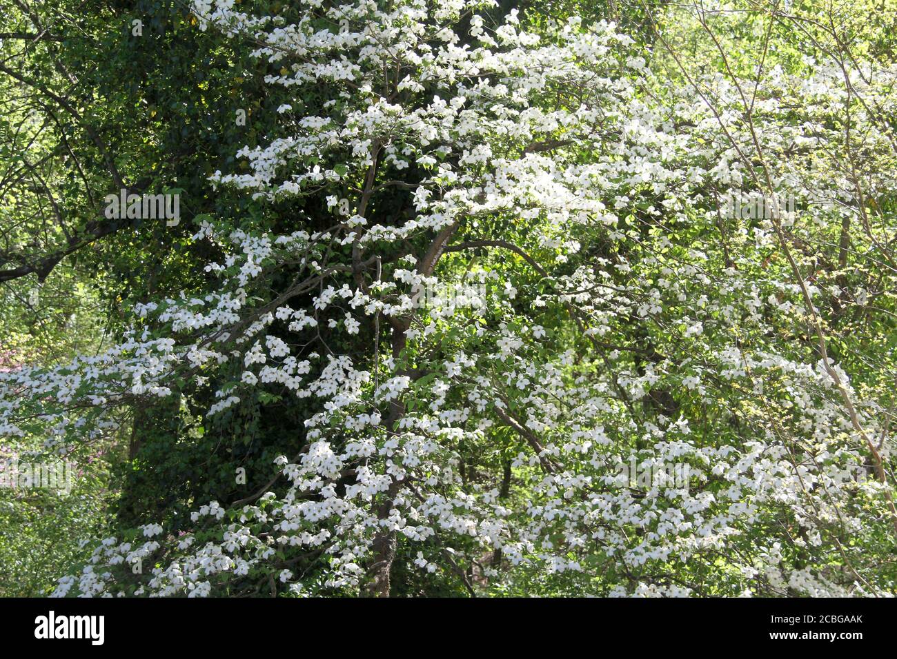 Dogwood tree in bloom Stock Photo - Alamy