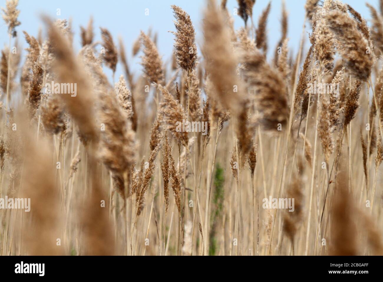 Feathery reed plume grass Stock Photo - Alamy