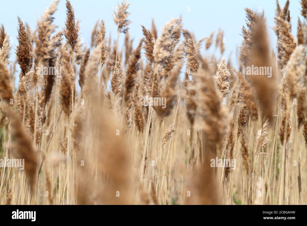 Feathery reed plume grass Stock Photo - Alamy