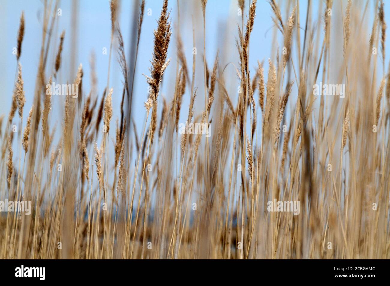 Plume grass hi-res stock photography and images - Alamy