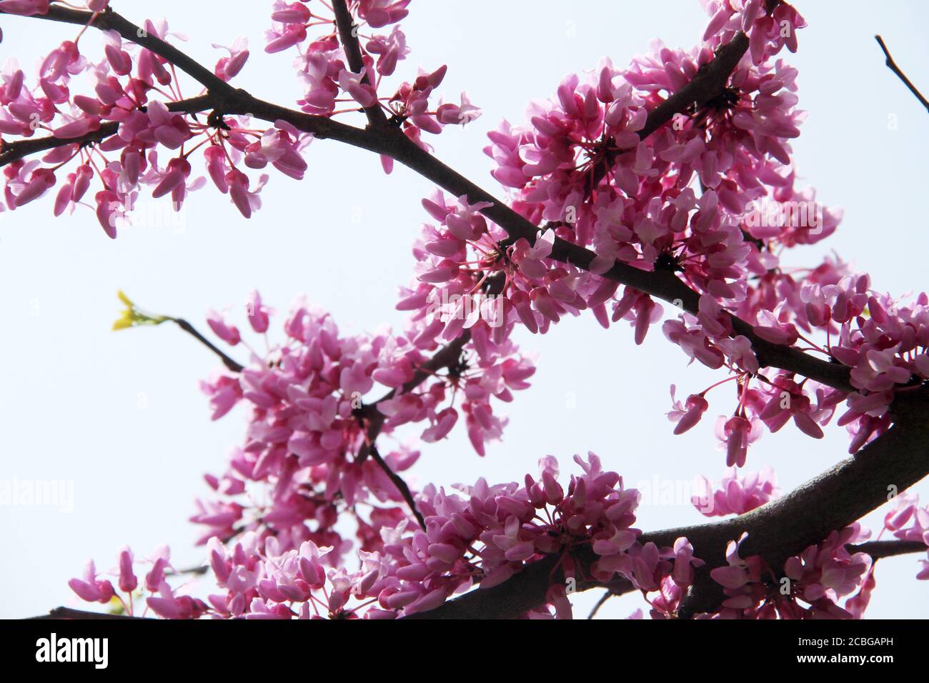 Redbud tree blossom Stock Photo - Alamy