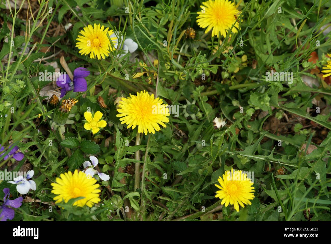 Weed weeds edible hi-res stock photography and images - Alamy