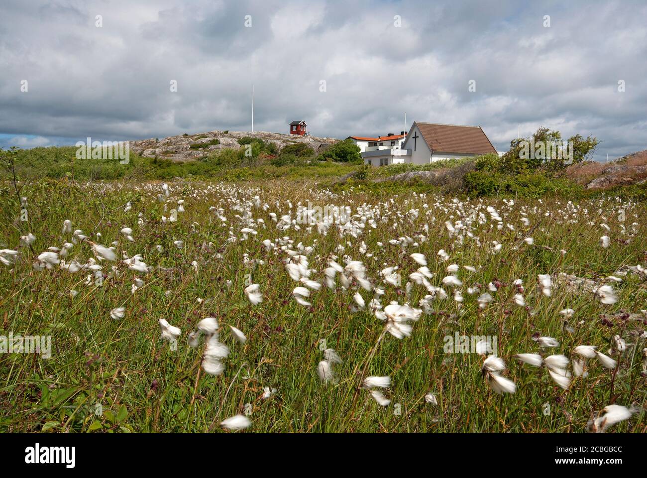 Cotton grass and buildings in Vrango Island, Gothenburg archipelago ...