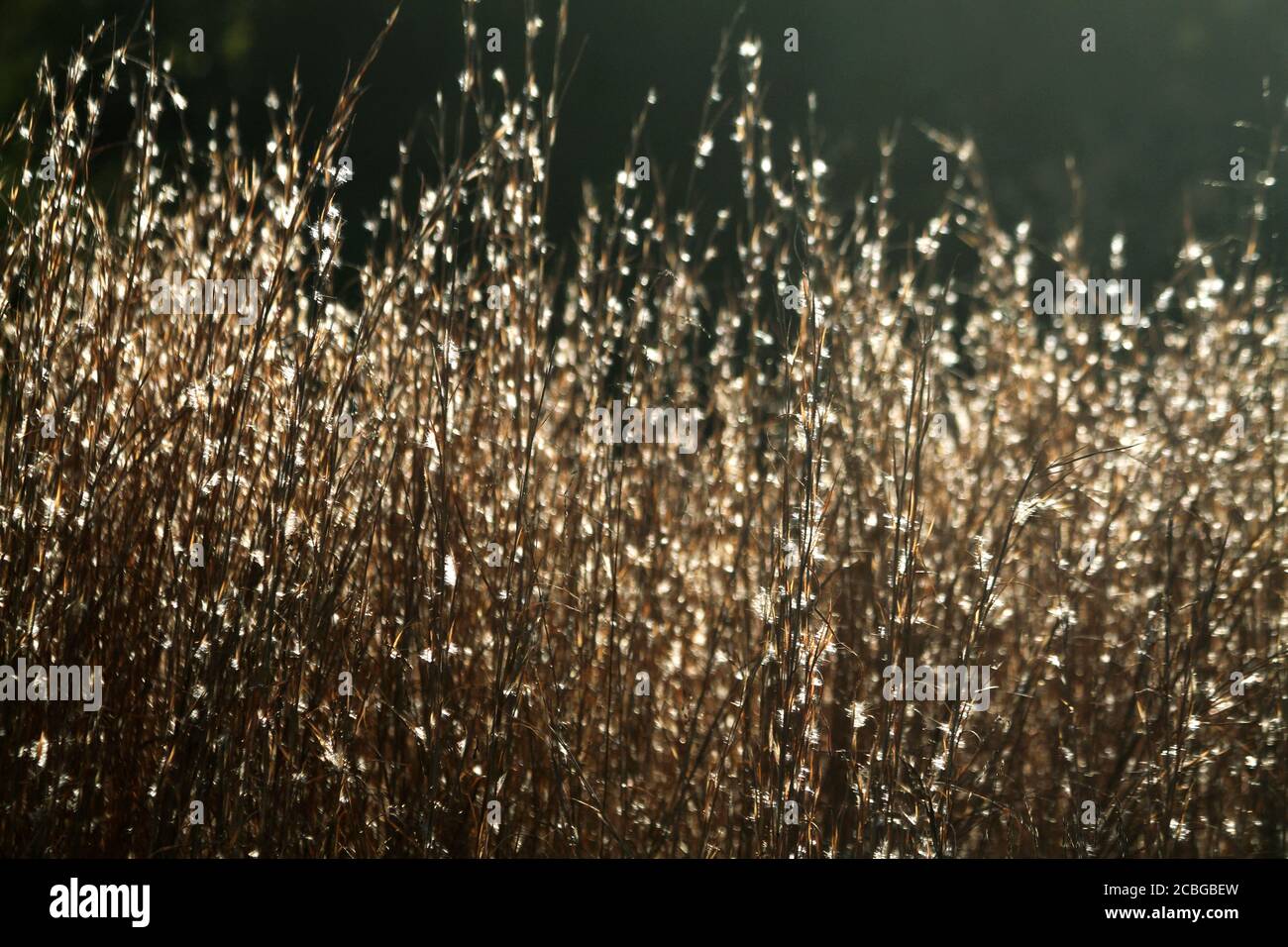 Dry plants in the cold season Stock Photo - Alamy