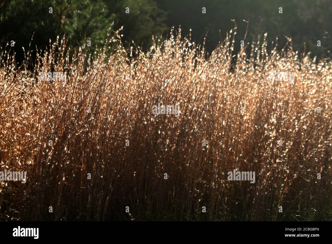 Dry plants in the cold season Stock Photo - Alamy