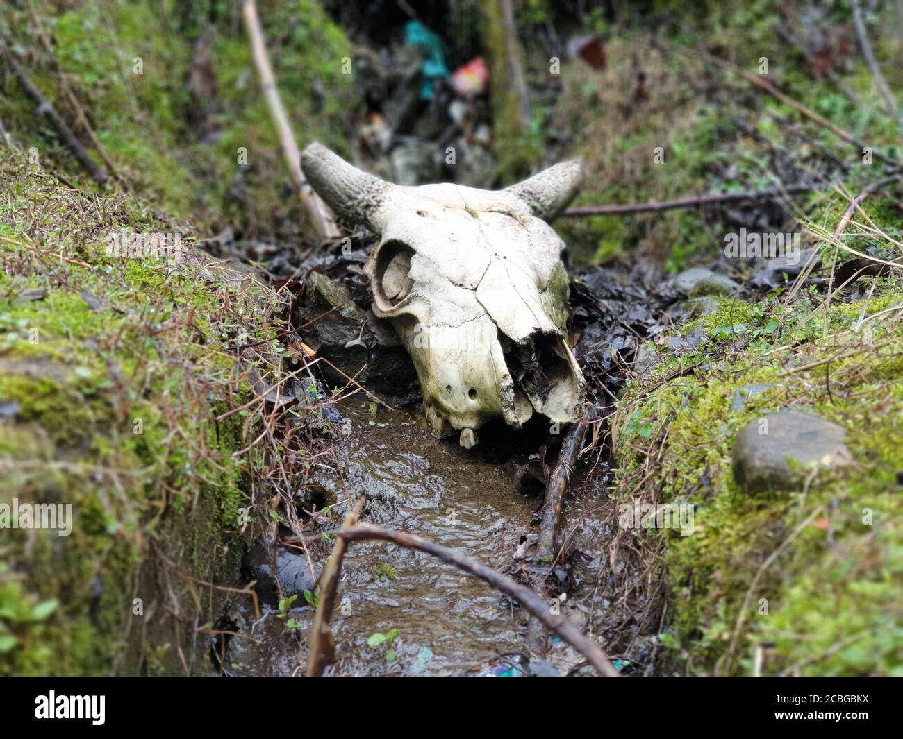 Bone of Animal Skulls Bones Real Buffalo for sale Real Animal Skull for ...