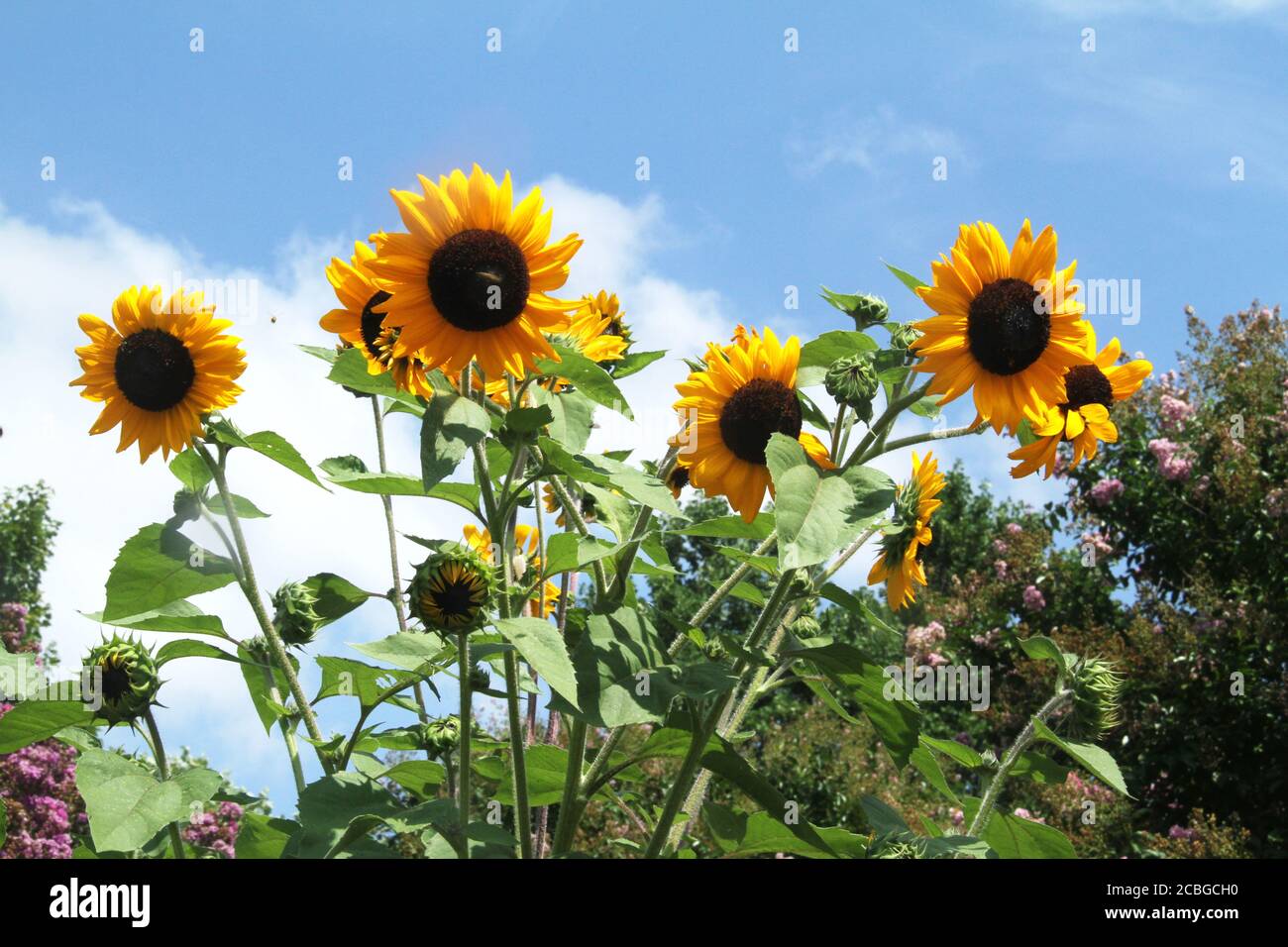 Helianthus ballad hi-res stock photography and images - Alamy