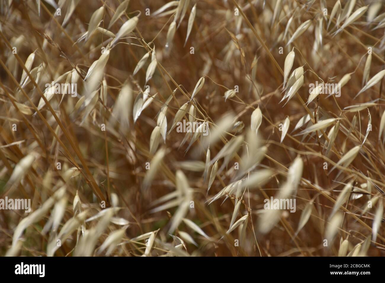 Layers of golden brown dried grass seed heads Stock Photo - Alamy