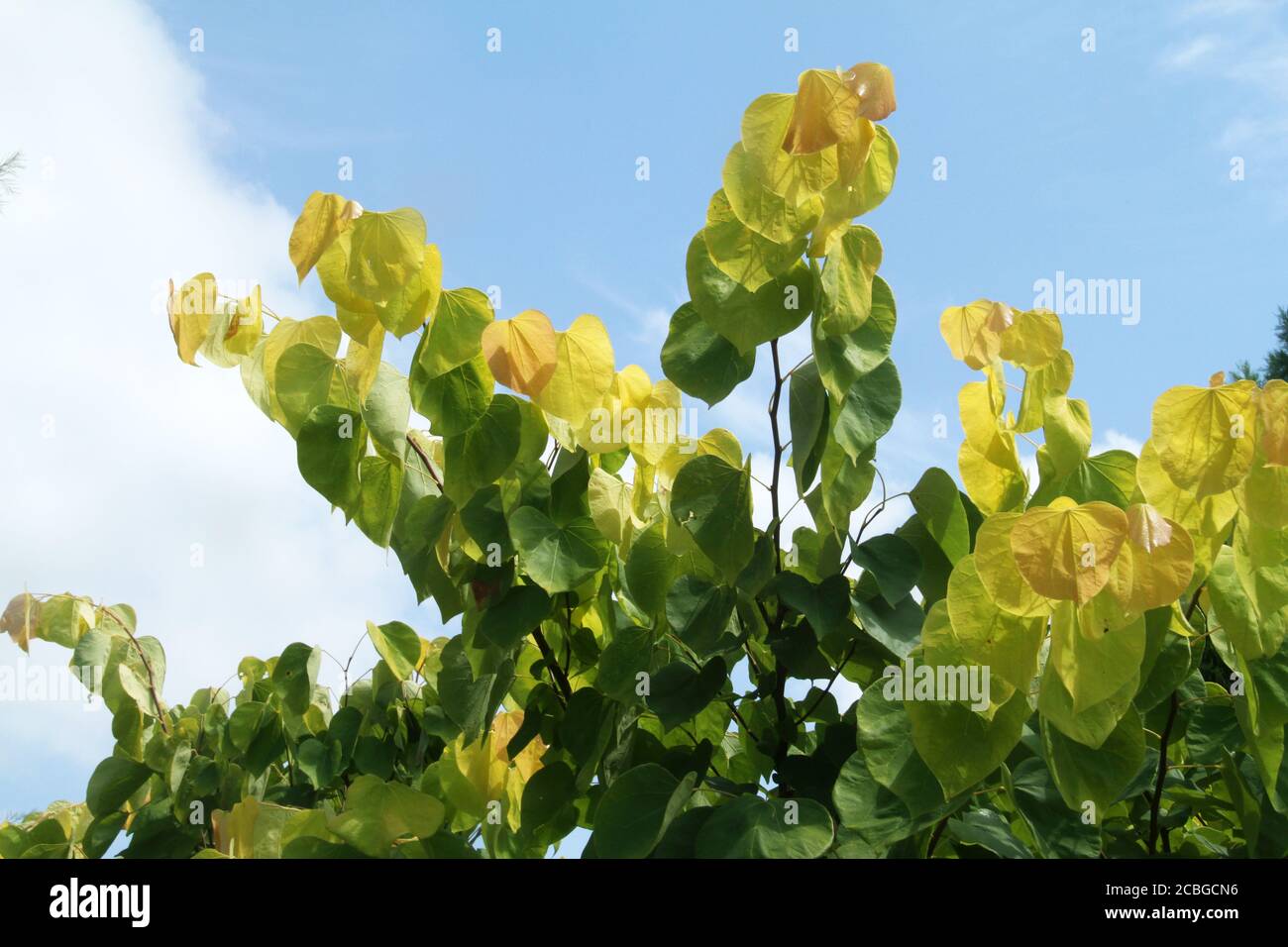 Redbud tree foliage starting to turn yellow in summertime Stock Photo ...