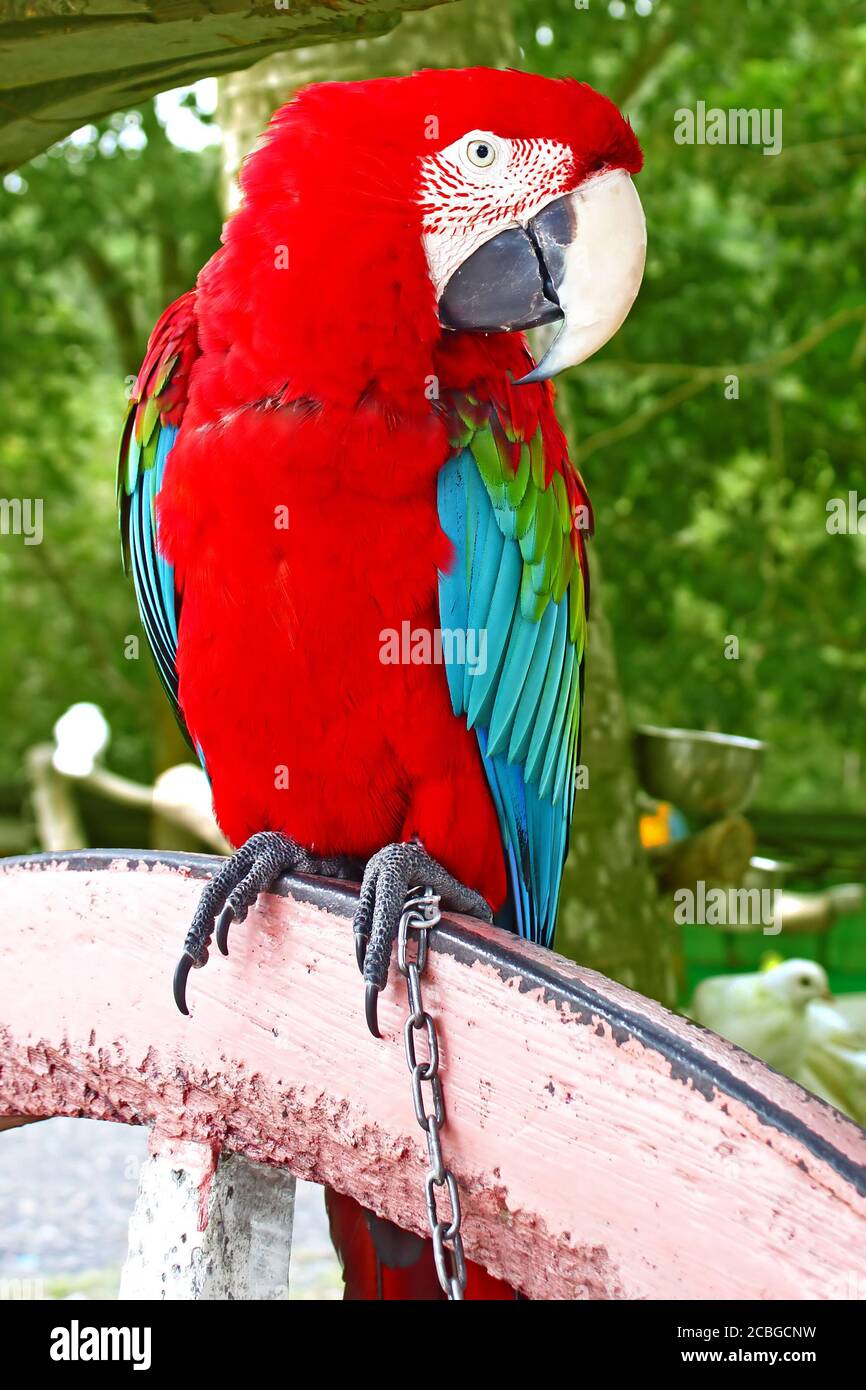 Macaw sitting on branch Stock Photo - Alamy