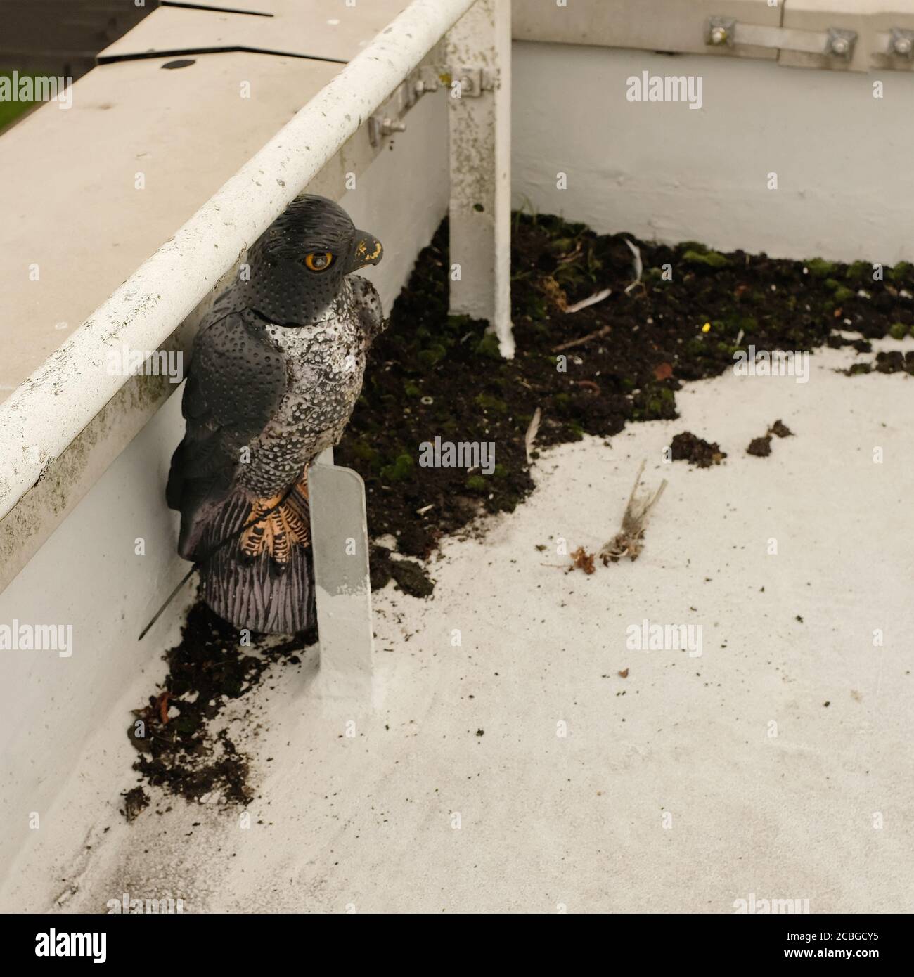 Home of the hawk hi-res stock photography and images - Alamy