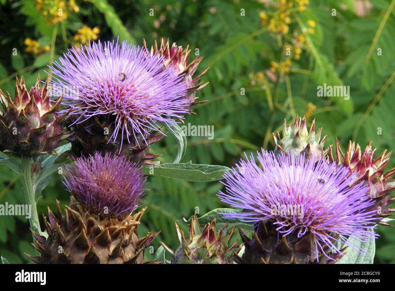 Cardoon Cynara Cardunculus High Resolution Stock Photography and Images ...
