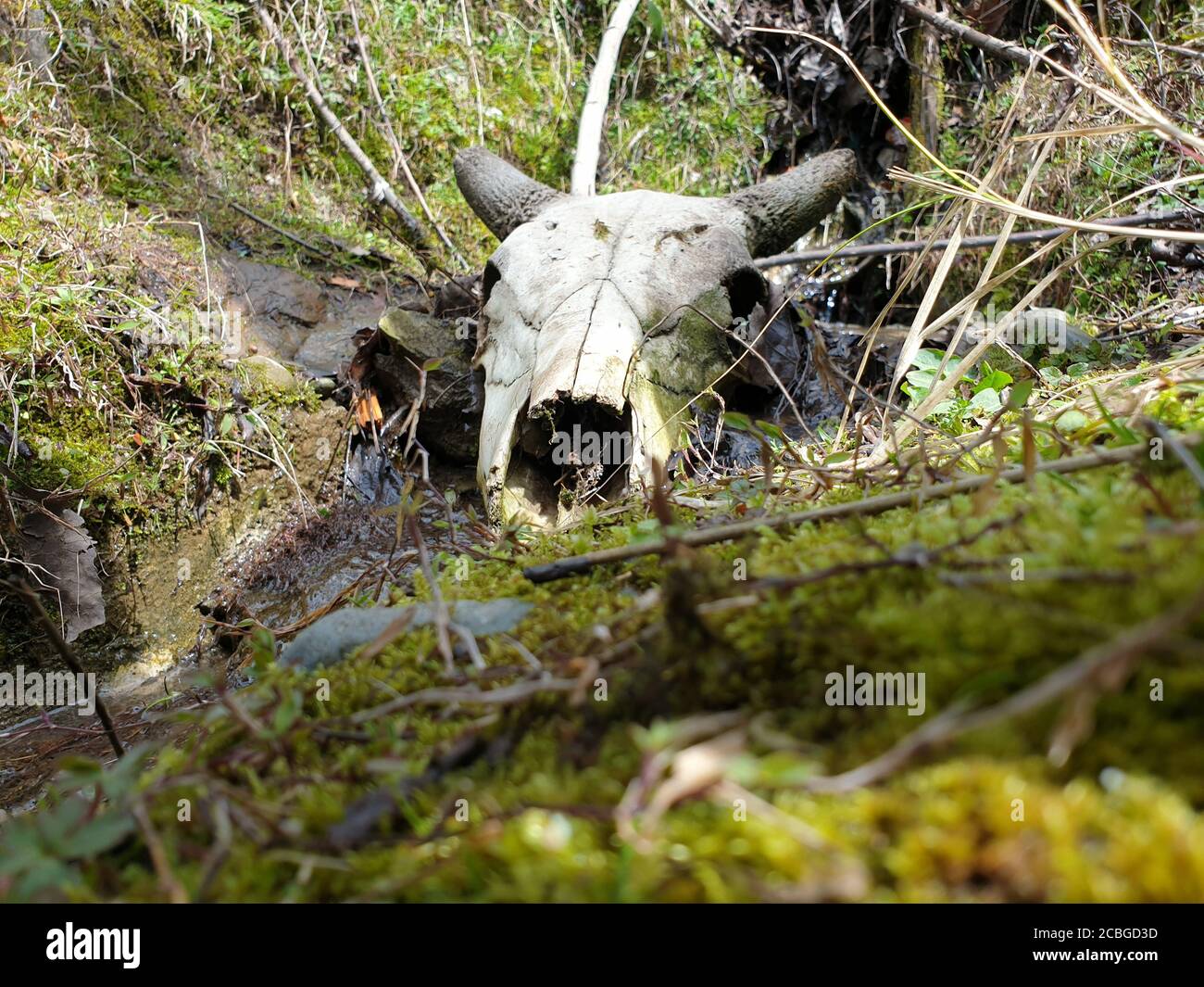 Bone of Animal Skulls Bones Real Buffalo for sale Real Animal Skull for ...
